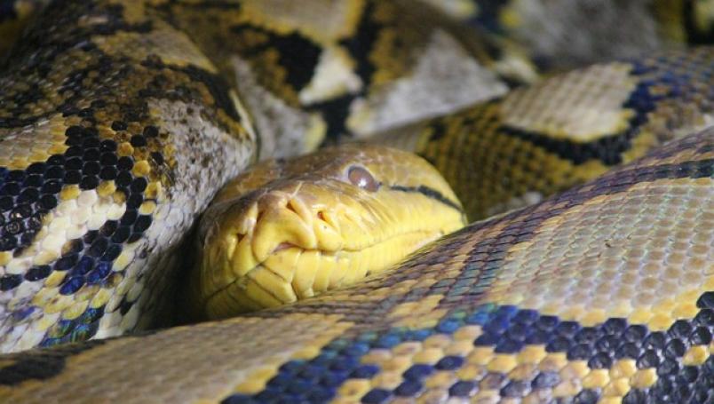 Pitón de 62 años pone huevos sin haber estado con un macho en 15 años ...