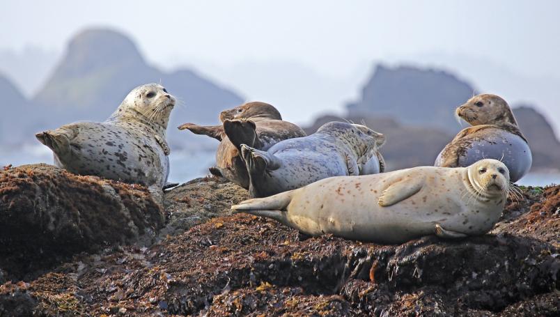 Encuentran restos de nueva especie de foca - Boletín México